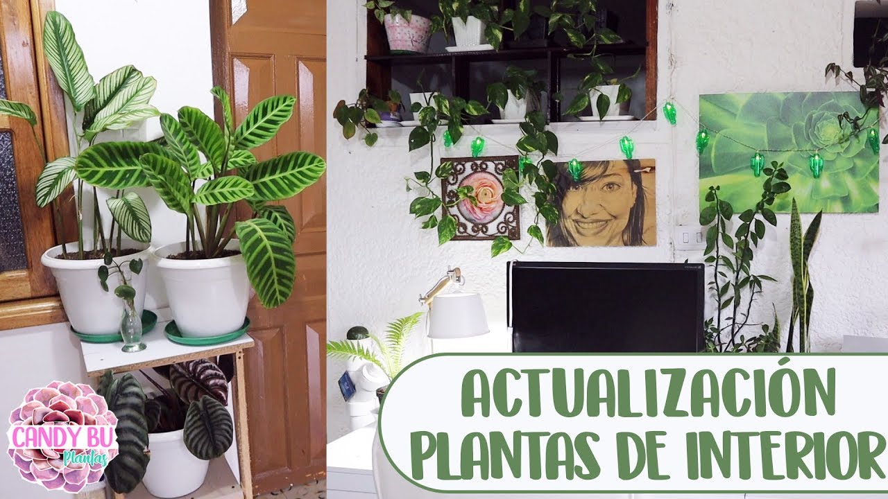 Tour por mis plantas de interior│Candy Bu - YouTube
