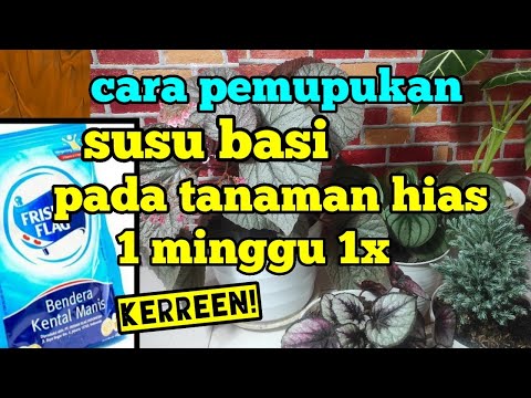Cara Pemupukan Susu Basi Pada Tanaman Hias 1 Minggu 1x