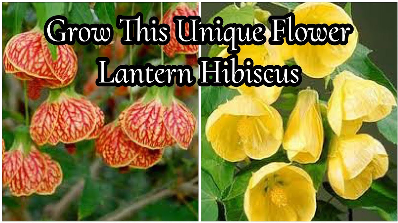 Grow This Unique Flowering Plant Chinese Lantern Hibiscus or Abutilon ...