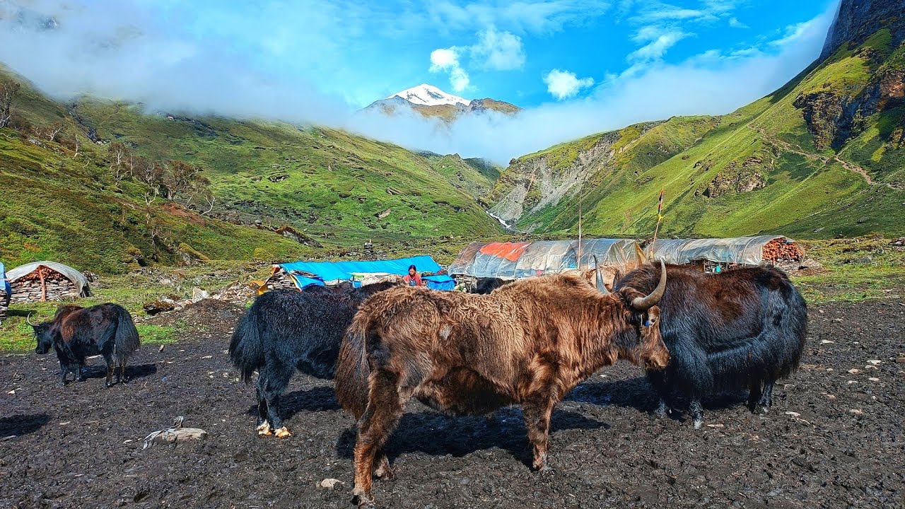 Nepali Himalayan relaxing shepherd lifestyle in dolpa Romana||Life ...