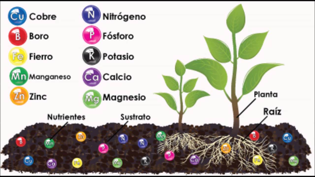 90 Nutrientes - YouTube