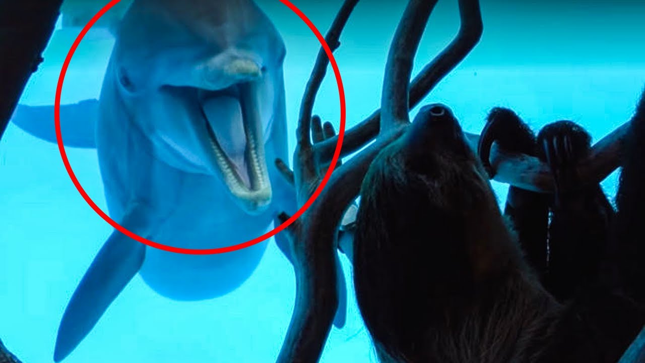 These Dolphins Have Lost Their Minds With Excitement At The Sight Of A ...