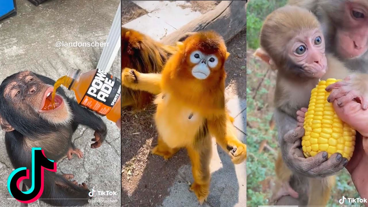 Monkey | Funny Monkey video - YouTube