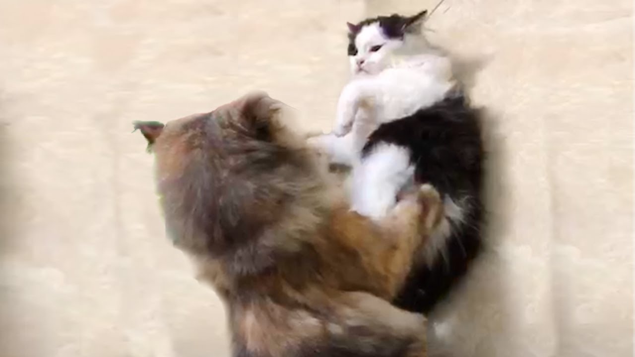 My New Kitten Meets Cats For The First Time - Cutest Kitten - YouTube