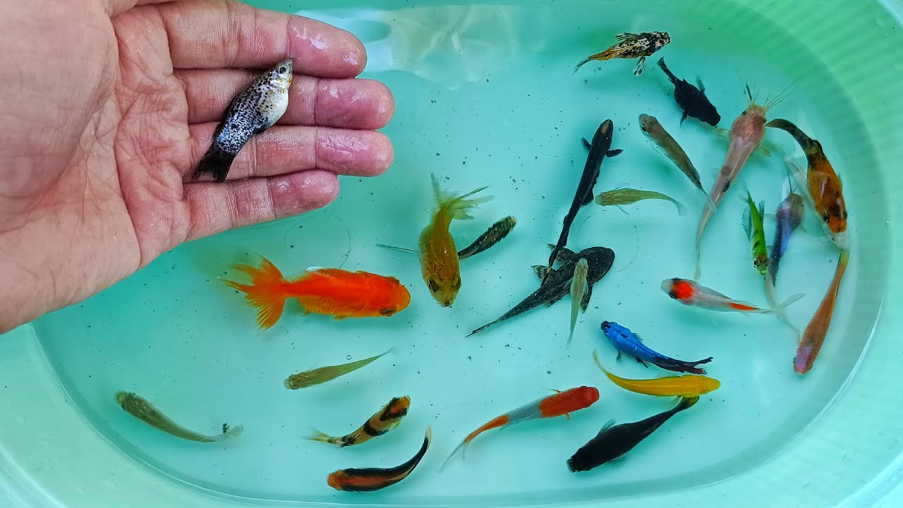 Fish video - real fish - the animals around us. - YouTube