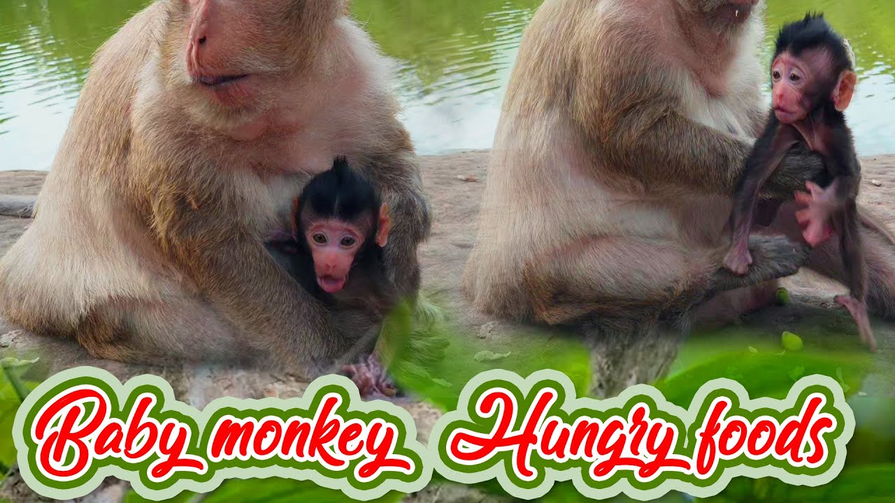 Baby Monkey very hungry food for to day. Welcome to my channel, thank ...