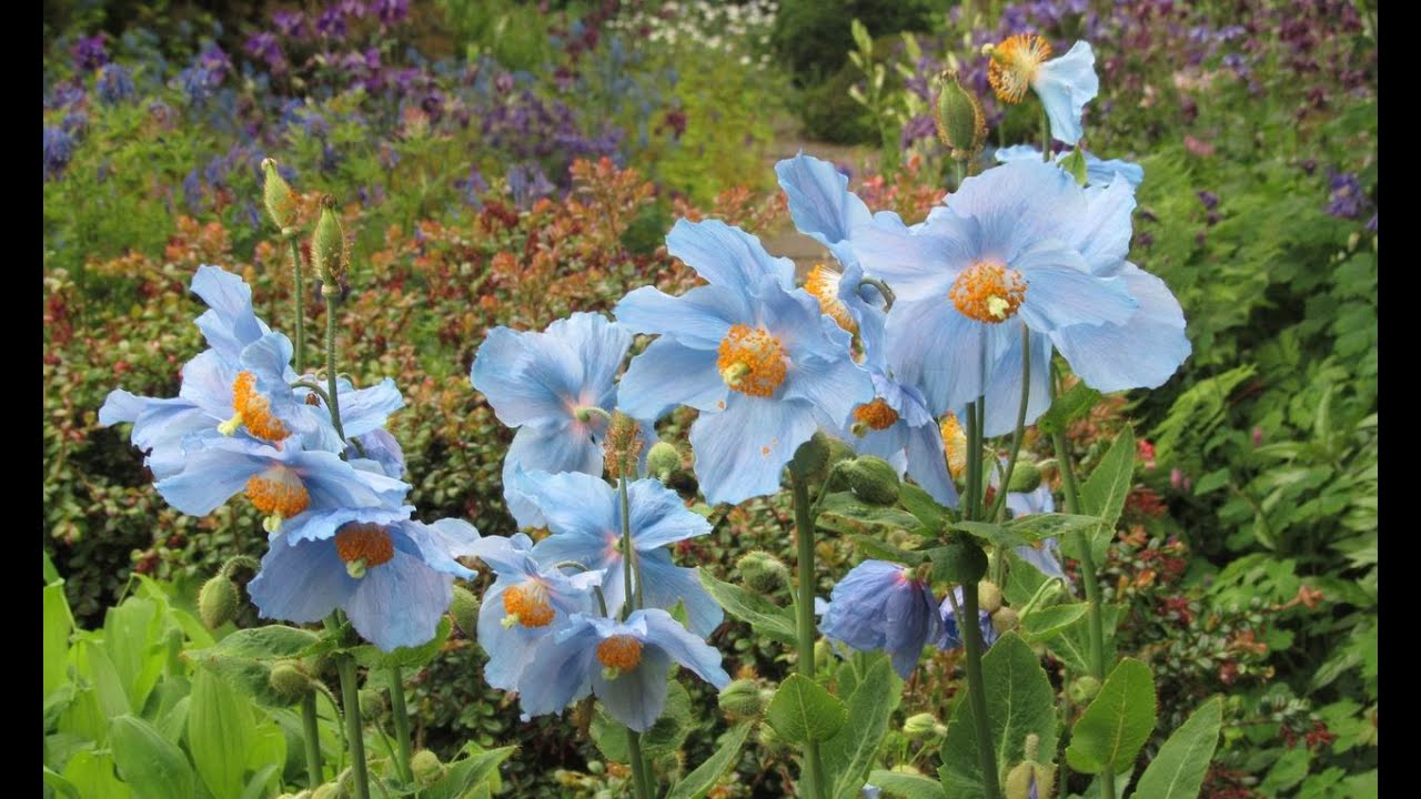 Bulb Log video diary supplement - Corydalis Craigton Blue. - YouTube