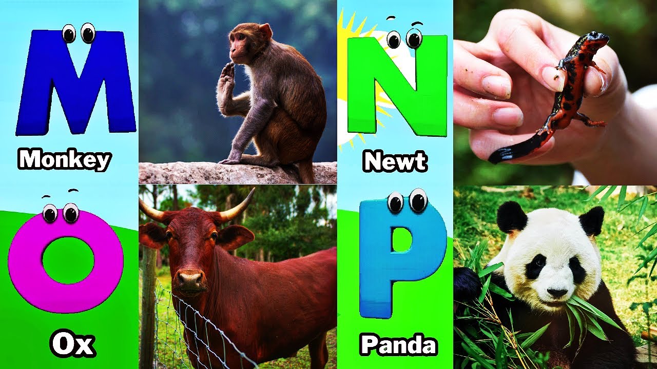 ABC - Alphabet Song - ABC Song - Collection - 2024 #1457 - YouTube