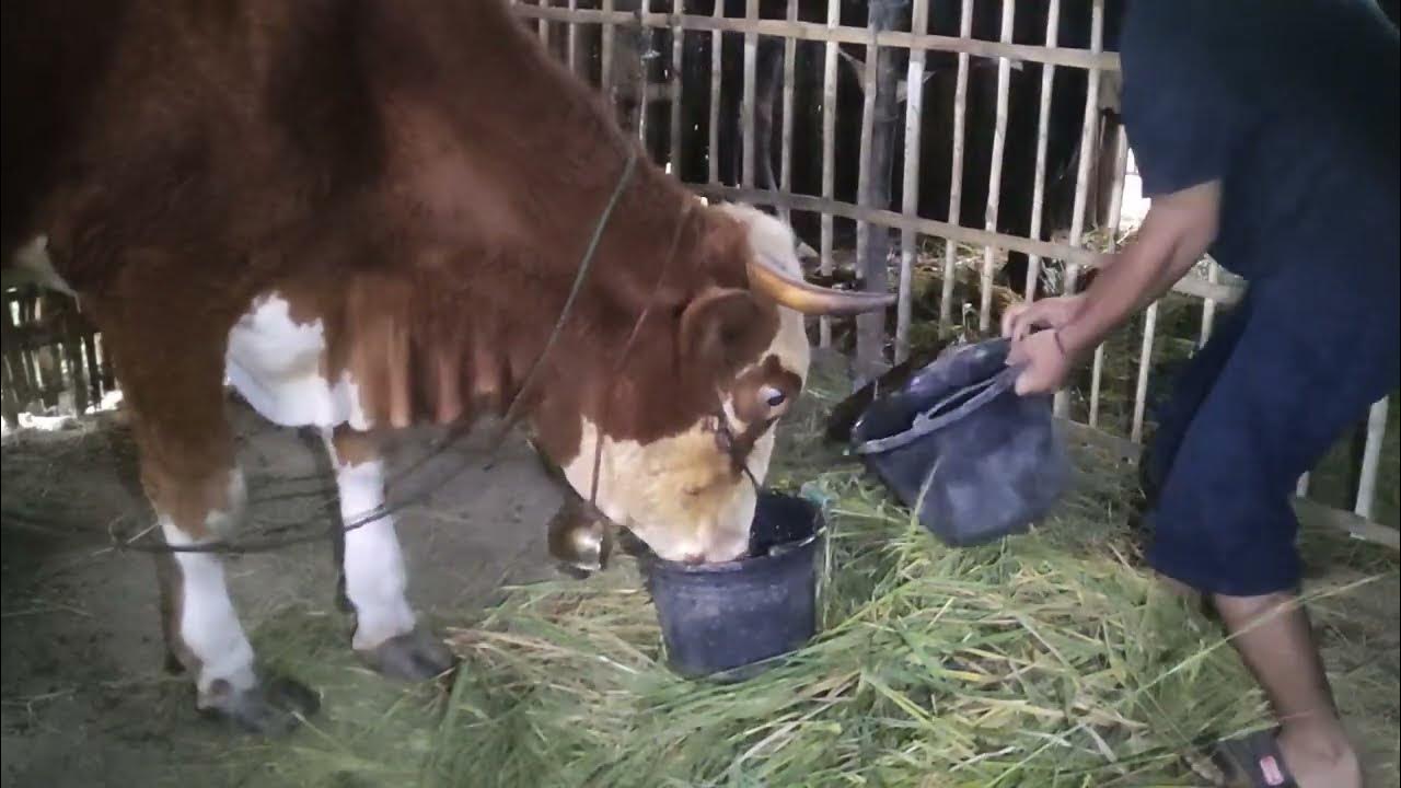 H56 combor sapi 🐂SIMENTAL kurus di Sore hari - YouTube