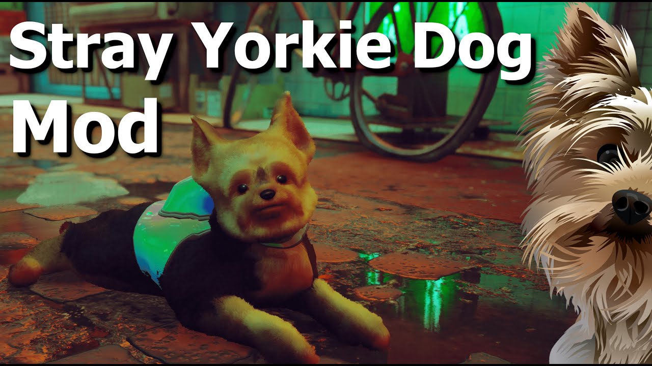 Stray Fifi the Wonder Yorkie Dog Mod with Sneezes and Barks - YouTube
