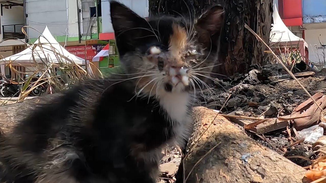 The One-Month-Old Kitten Lost Lope of Survival Due to a Deadly Virus ...