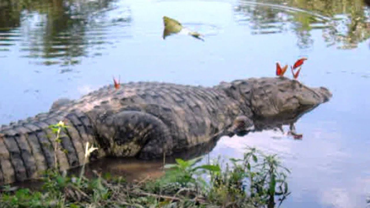 BROAD-SNOUTED CAIMAN and butterflies (CAIMAN LATIROSTRIS), JACARÉ-DE ...
