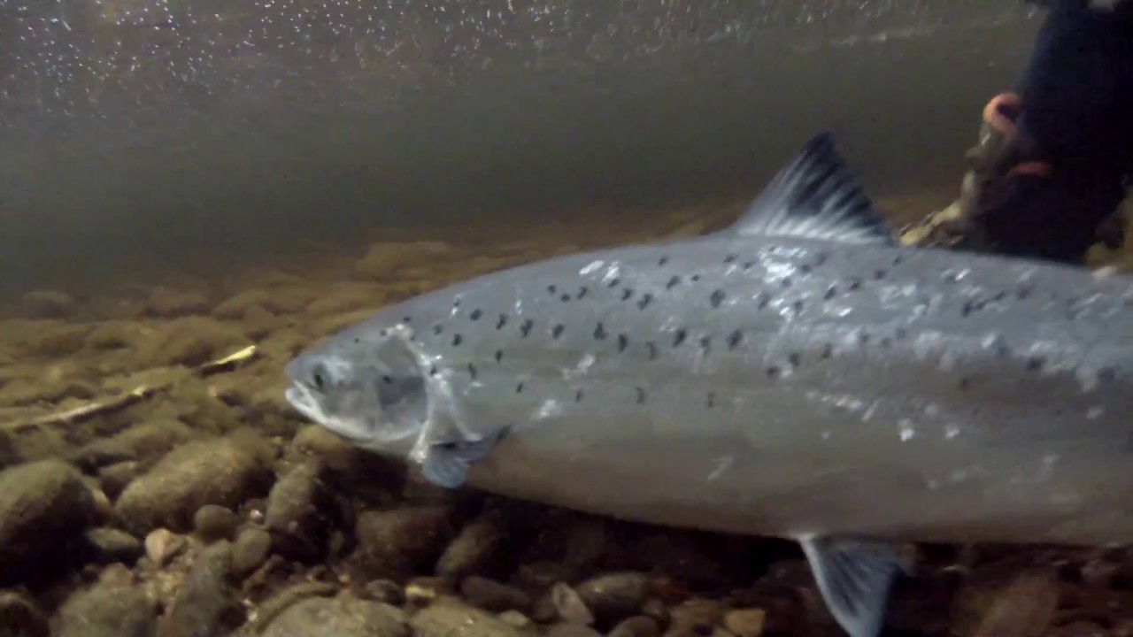 Salmon fishing River Conon Grilse July 2018 - YouTube