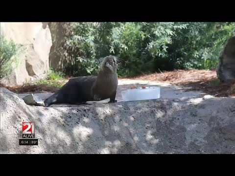 Fort Wayne Children’s Zoo give animals ice treats to beat the heat