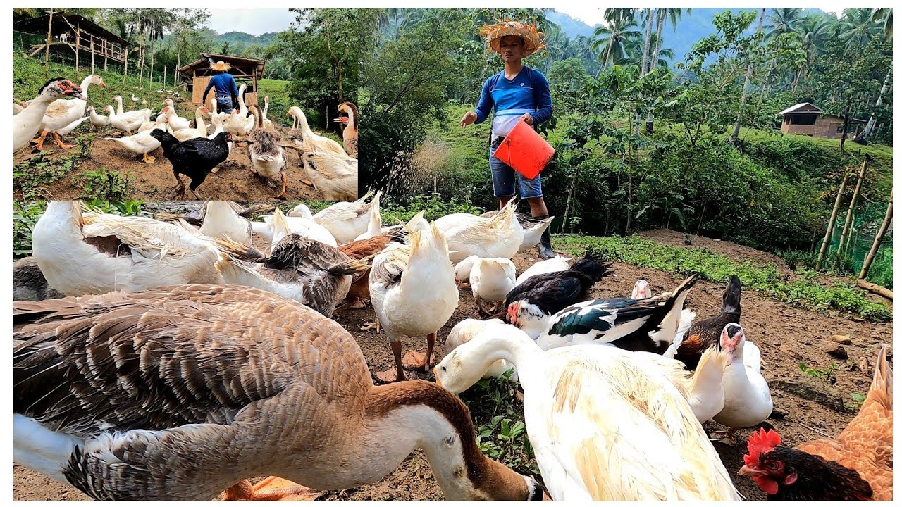 DAMI NG ALAGA!NANGITLOG NA AGAD ANG MGA PATO+MASARAP NA ADOBO PARA SA ...