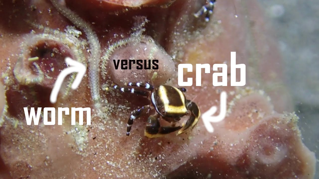 Crab vs Worm FIGHT plus Crabs Hiding - YouTube