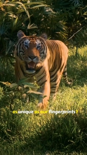 Why Are Tiger Stripes Unique? | Nature's Fingerprint - YouTube