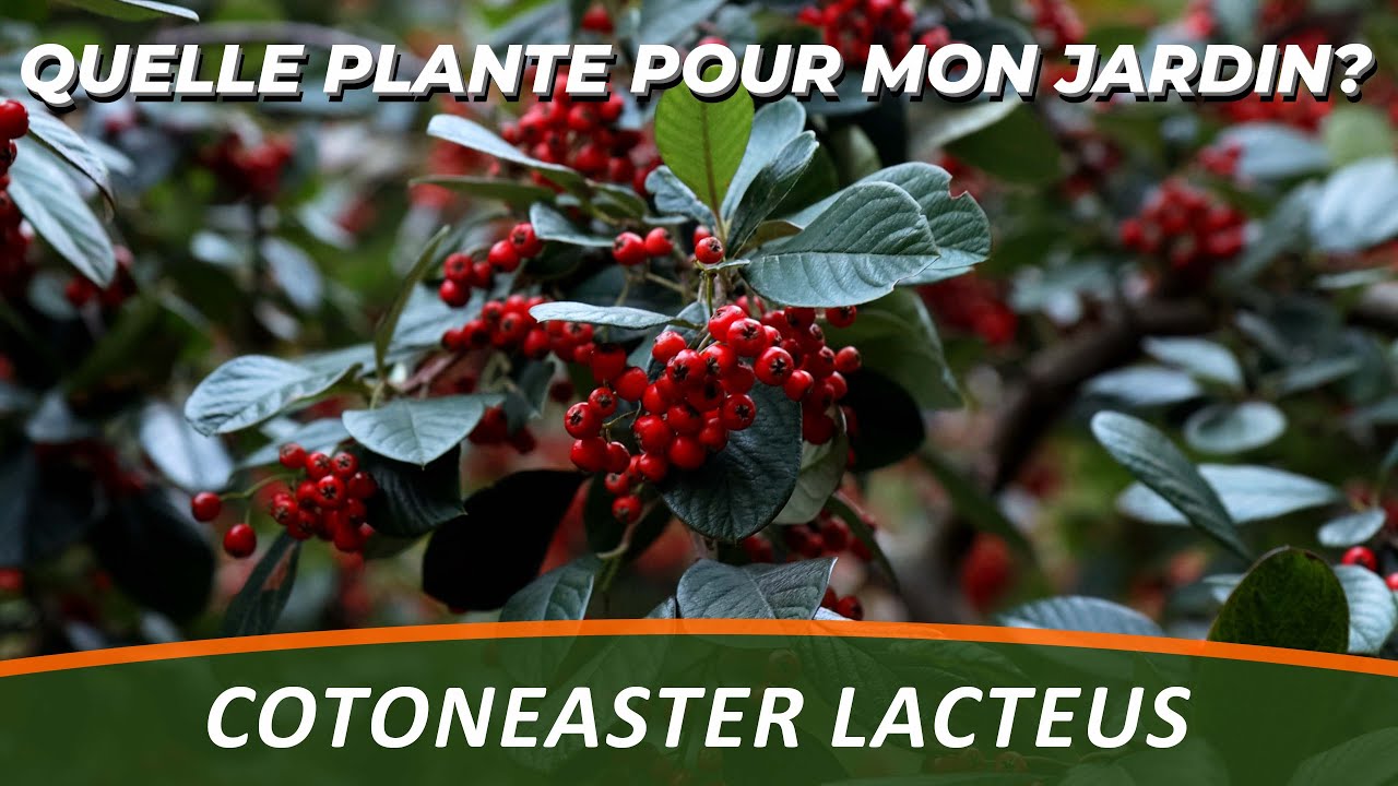 COTONEASTER LACTEUS - Quelle plante pour mon jardin? - YouTube