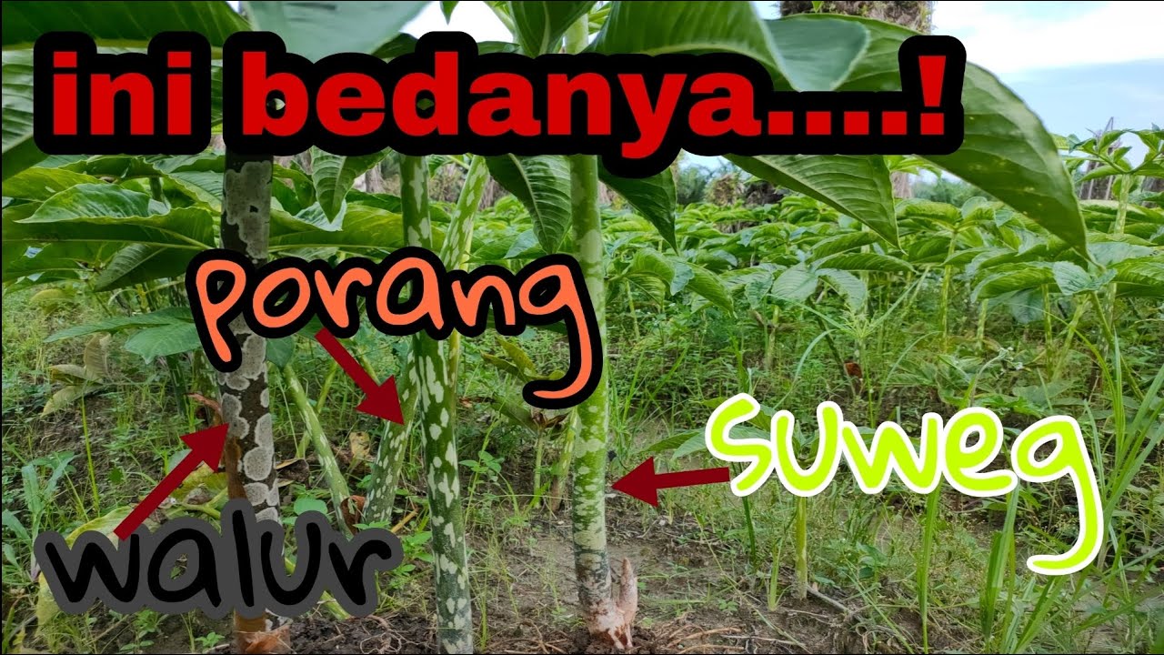 perbedaan Porang, walur & suweg - YouTube