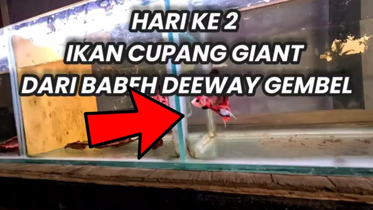 HARI KE 2 IKAN CUPANG GIANT DARI BABEH DEEWAY GEMBEL‼️🇮🇩🇮🇩🇮🇩🇮🇩🇮🇩 - YouTube