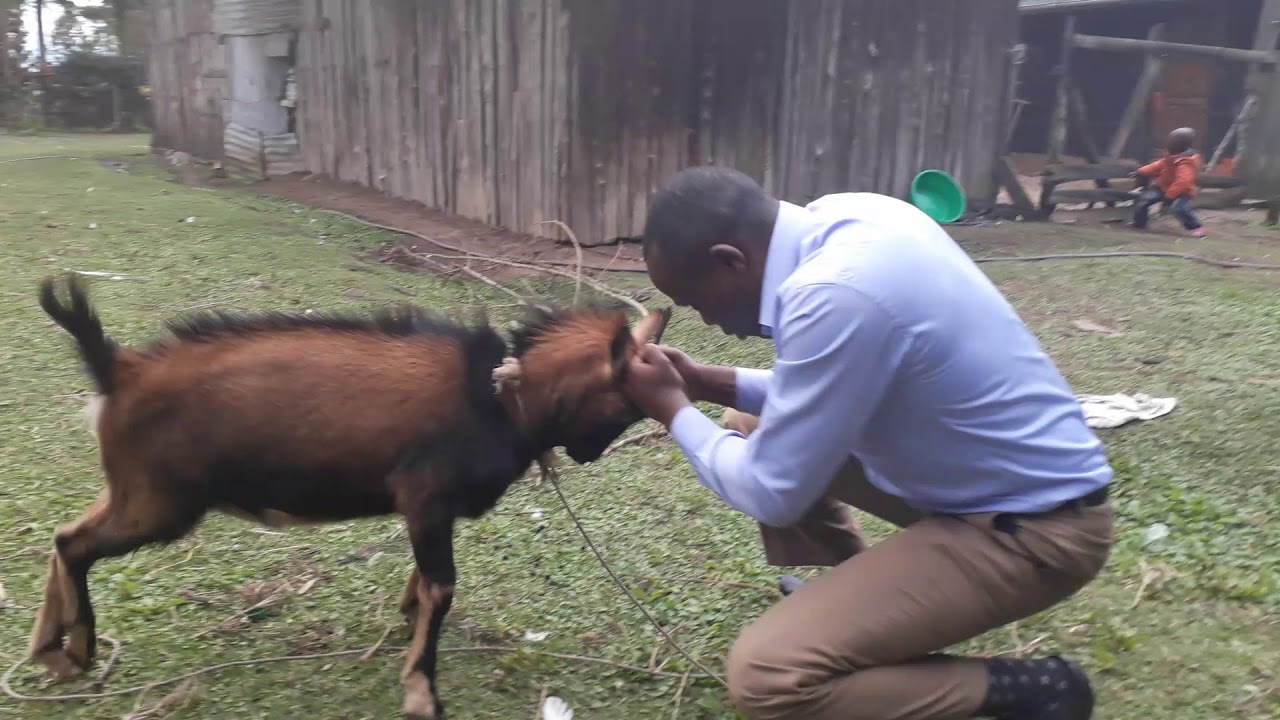 Animal vs Man, Who wins? - YouTube