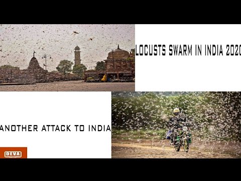 LOCUST SWARM INDIA 2020 - YouTube
