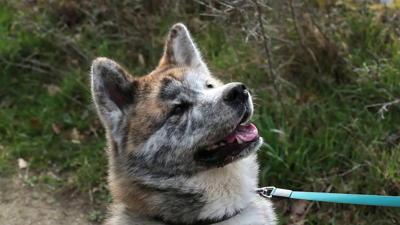 Okami, l'Akita Inu, en randonnée - YouTube