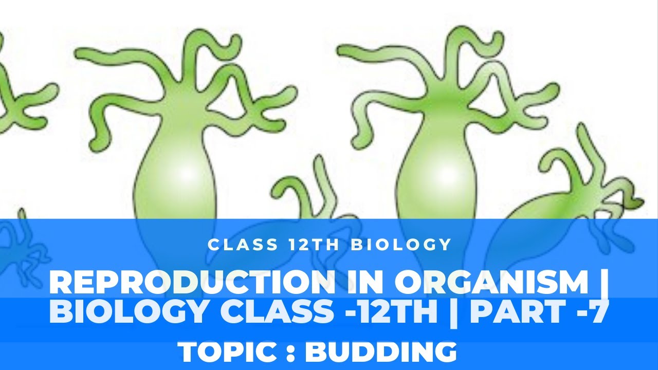 Budding| Asexual Reproduction| Exogenous| Endogenous|Class 12th Biology ...