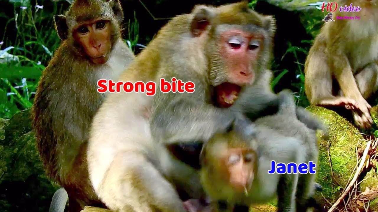 OMG ! Jane change behavior hate her baby Janet | Jane bite Janet too ...
