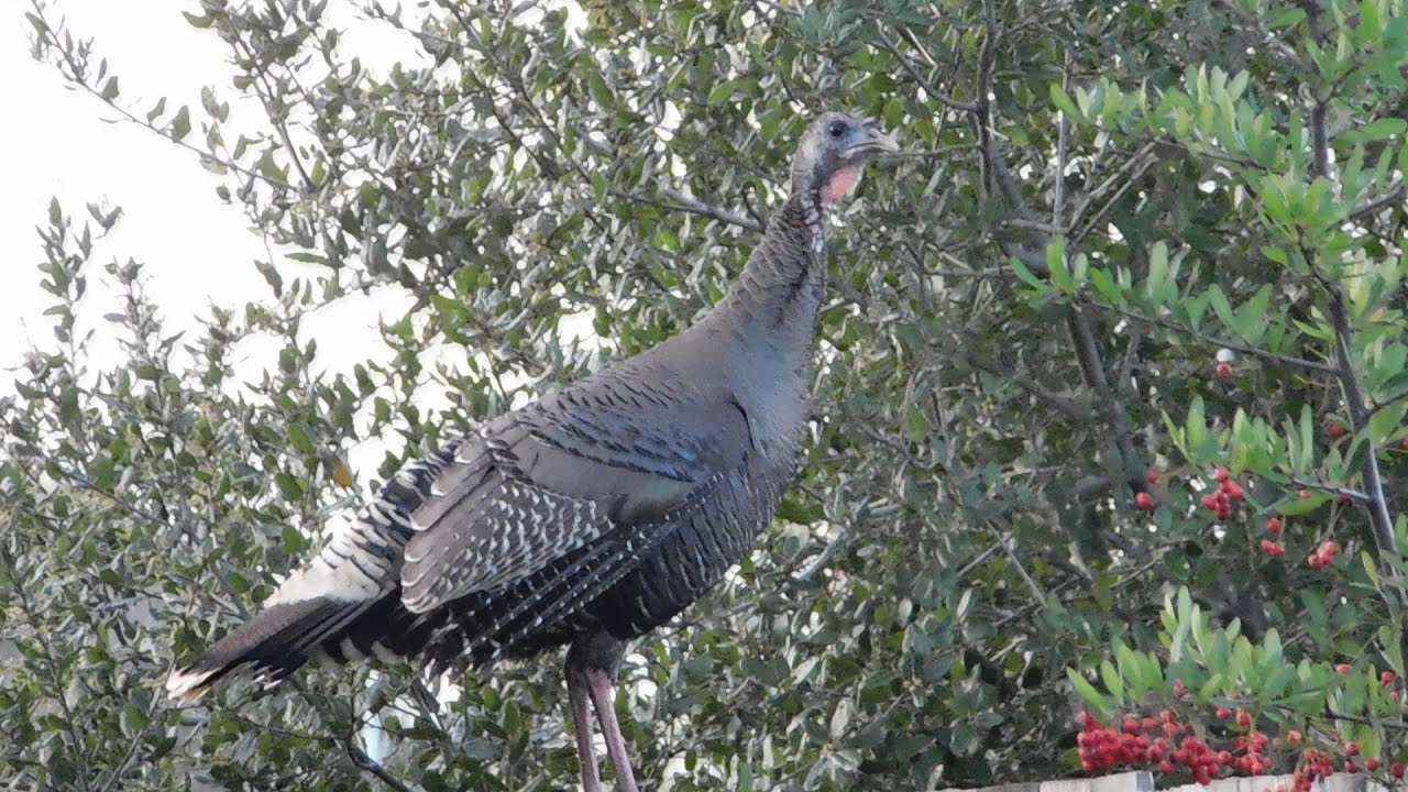 Wild Turkey, Speedy, Sarah, Fluffy, Peacocks and Great White Egret ...