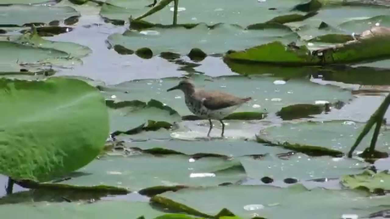 Spotted Sandpiper - Toledo, OH - YouTube