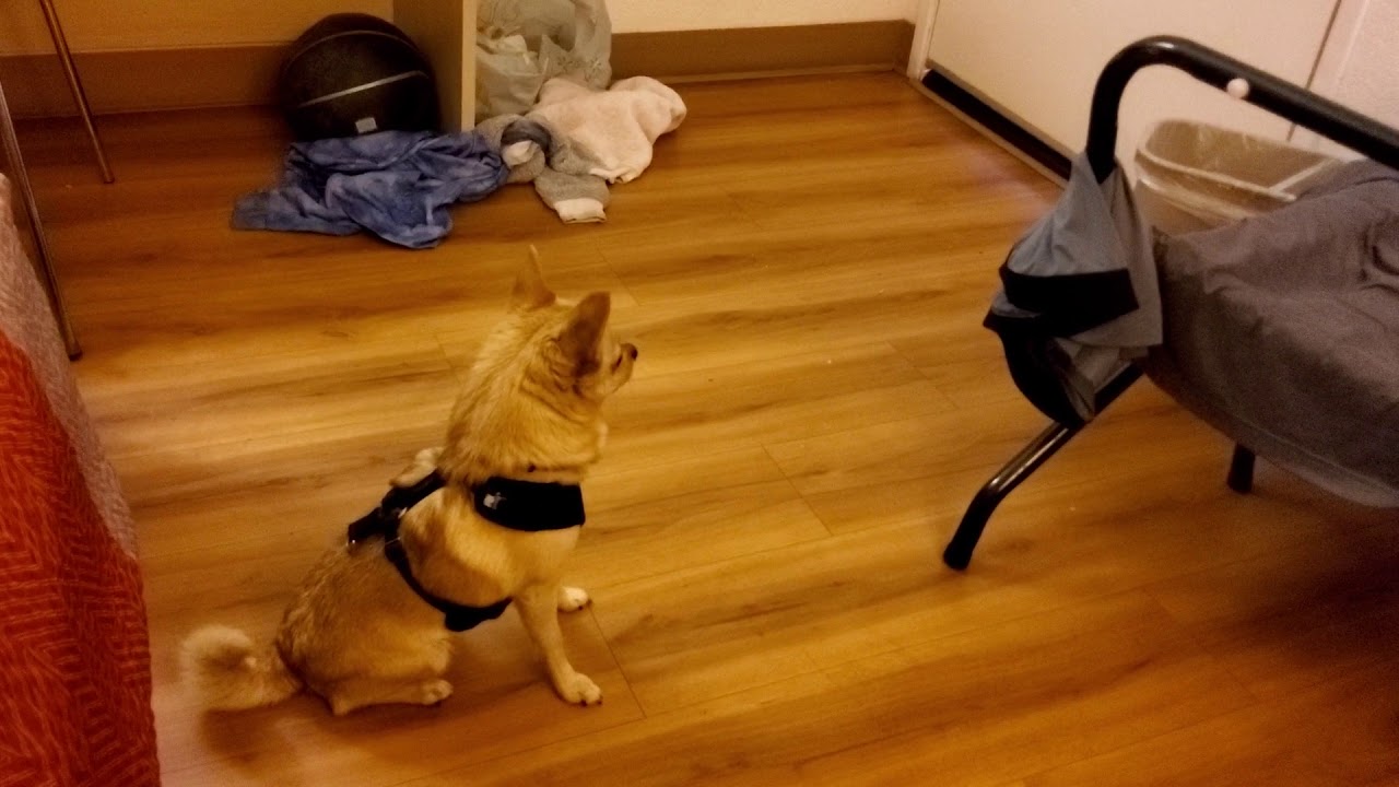 Charlie howling - YouTube