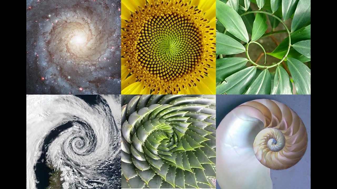 Calculo da sequência de Fibonacci em C no VSCode - YouTube