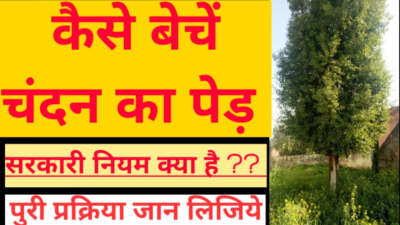 कैसे बेचें चंदन का पेड़?पुरी सरकारी प्रक्रिया जानिये!How to sell ...