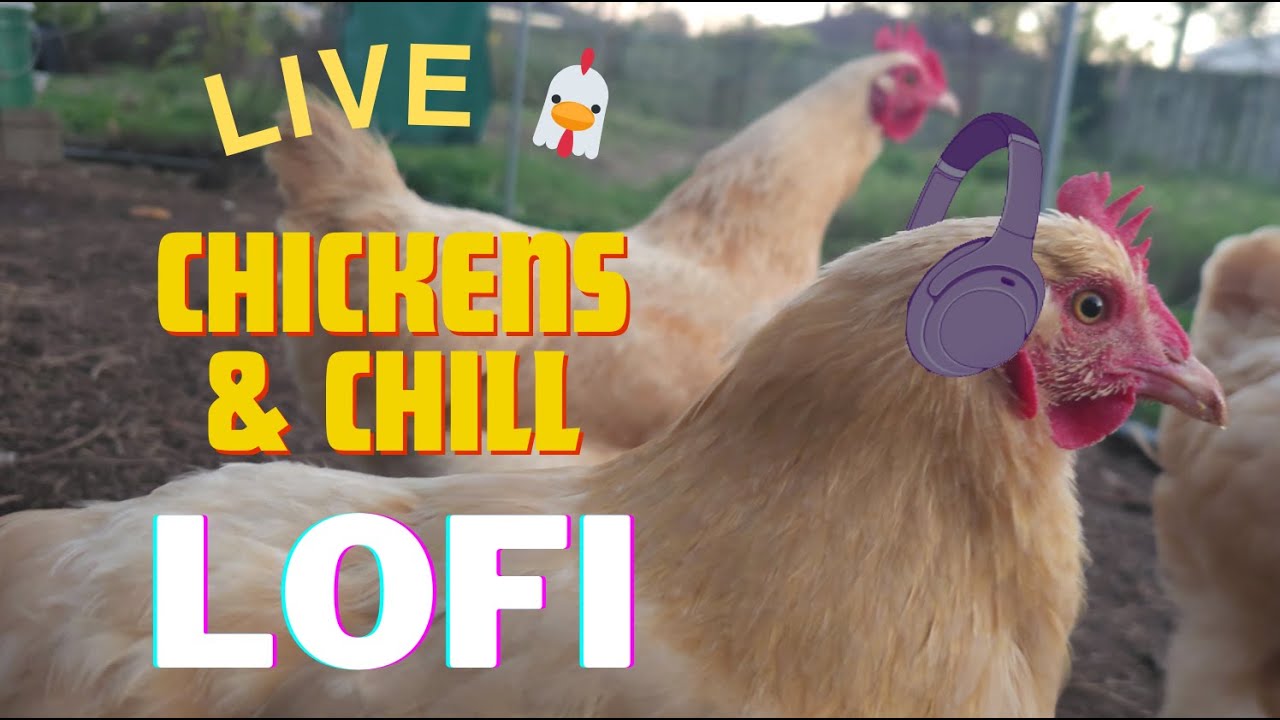 Chickens & Chill LOFI - LIVE Chicken Cam to Study and Unwind - YouTube