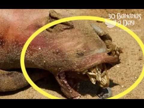 Montauk Monster Washed Up On Shore of Long Island