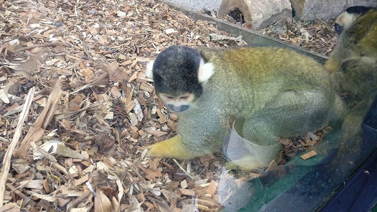 Squirrel Monkey Digs For Food (Probably) - YouTube