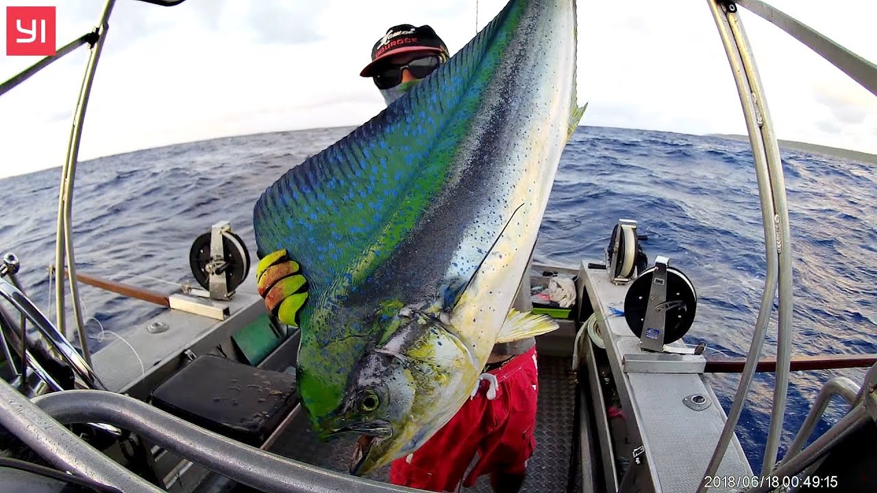 Mahi Mahi Mayhem - YouTube