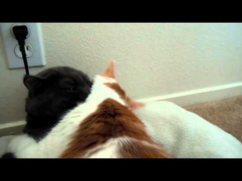 Two GUY Cats Passionately \