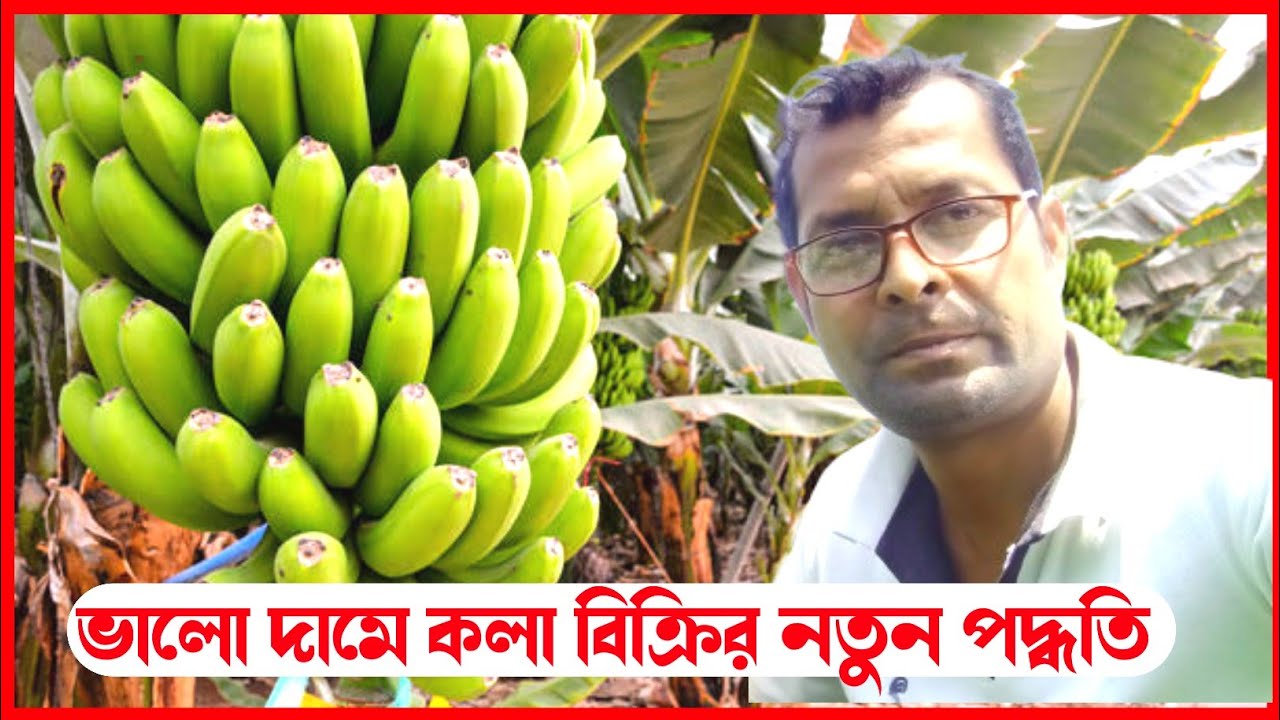 কলা বিক্রির নতুন পদ্ধতি Banana farming & Banana washing process - YouTube