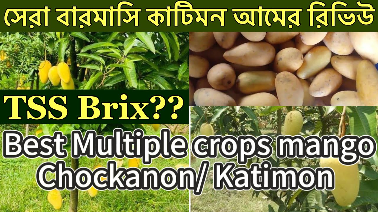 সেরা বারমাসি কাটিমন আমের রিভিউ😱Katimon Mango TSS Brix🥰 - YouTube