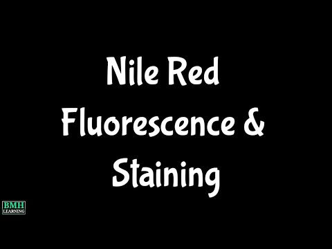 Nile Red Fluorescence | Nile Red Staining | Nile Red Assay | - YouTube