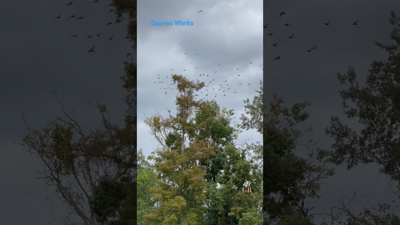 Birds swirling around a tree & Flying in unison.#shorts #birds # ...