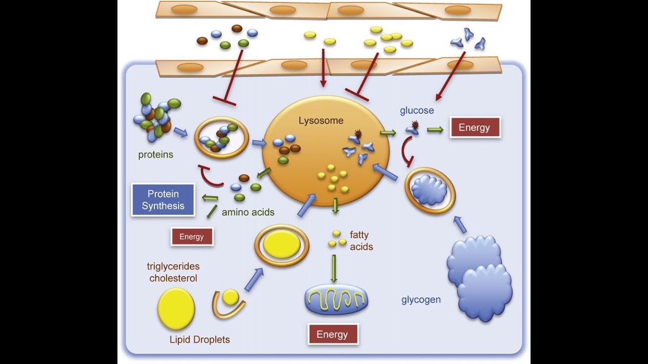 [SINH LÝ BỆNH-MIỄN DỊCH] bài RỐI LOẠN CHUYỂN HÓA PROTID_cô Đinh Thị ...