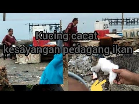 kucing cacat jadi kesayangan para pedagang ( kaki kucing terpotong ...