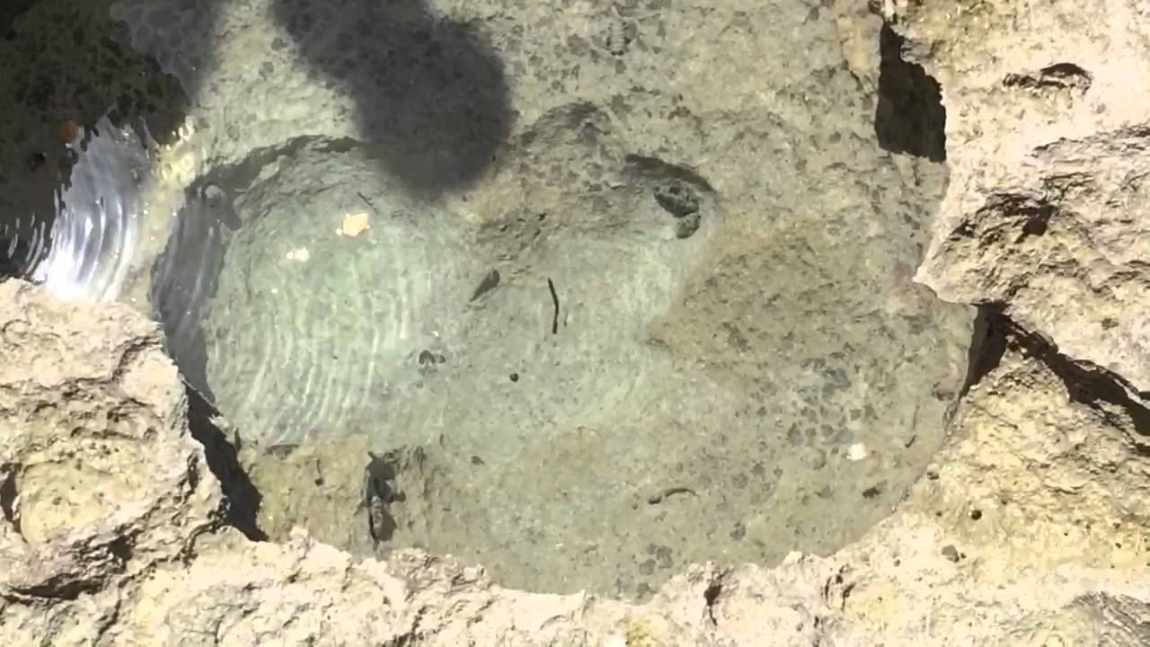 Tide pool in Grand Cayman while on vacation - YouTube