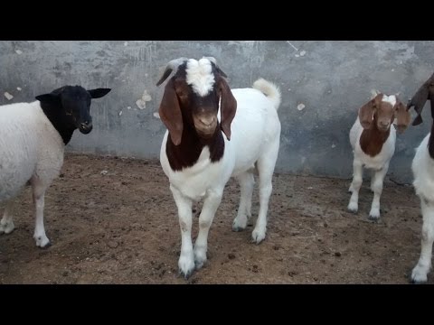 Cabritos boer al destete - venta al cel. (045) 237 1002818 Puebla - YouTube