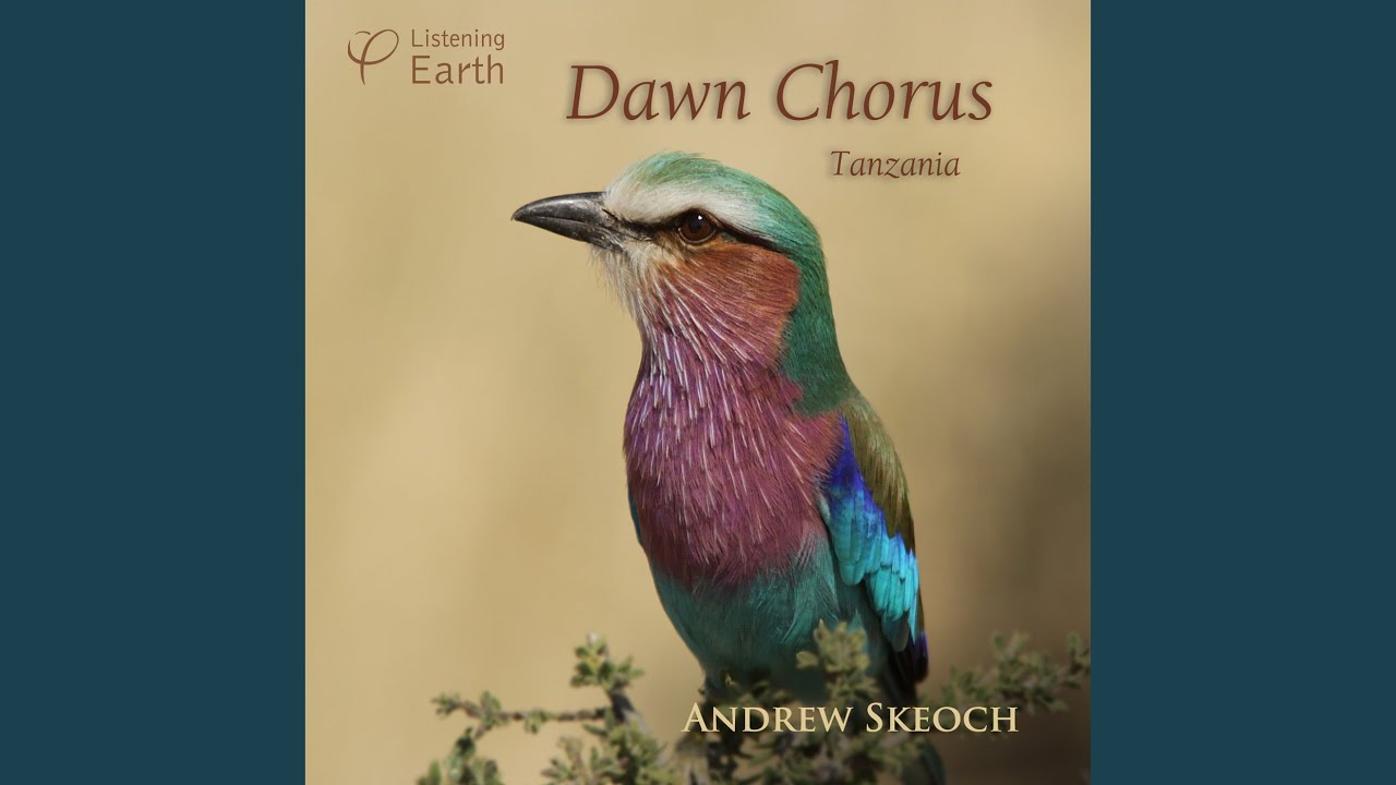 The African Dawn Chorus Intensifies - YouTube