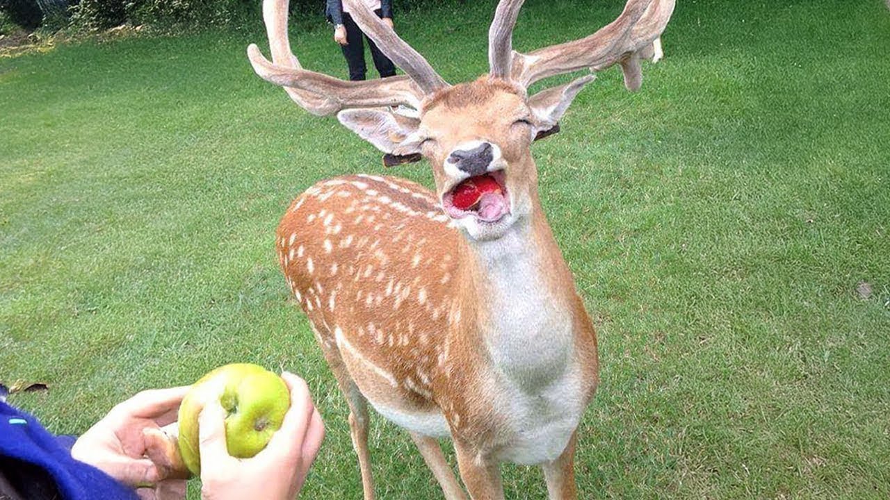 Best Pet Fails Ever | Best of FailArmy - YouTube