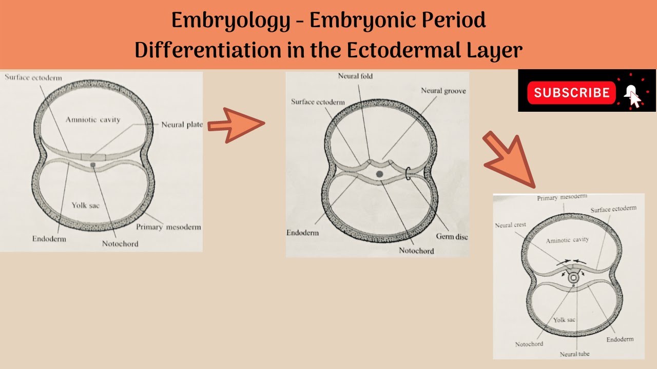 Changes in the Ectoderm Layer During Embryonic Period | Neurulation ...